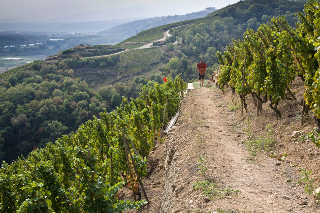Terre vieille de 3 générations, reflet de la gloire des vins de Côte ...
